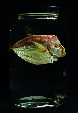 Fish Fanatic: Curator continues three-decade run tending UT’s ...