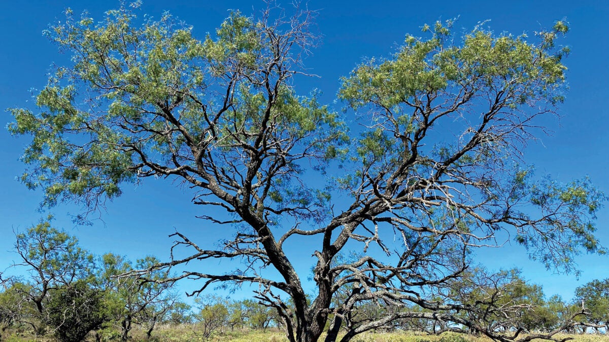 David M. Hillis has seen the world, but Texas Hill Country has his heart - Texas Connect